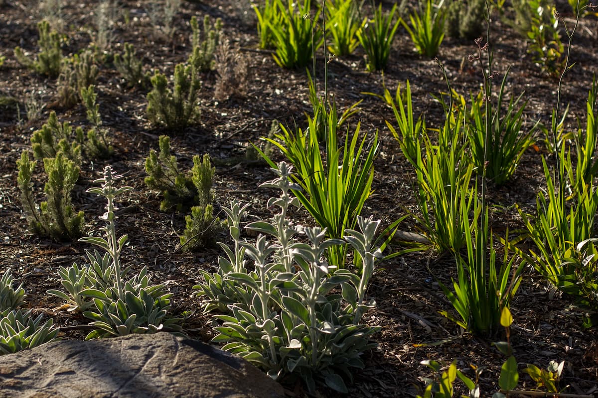 Our Projects - Thicket Planting
